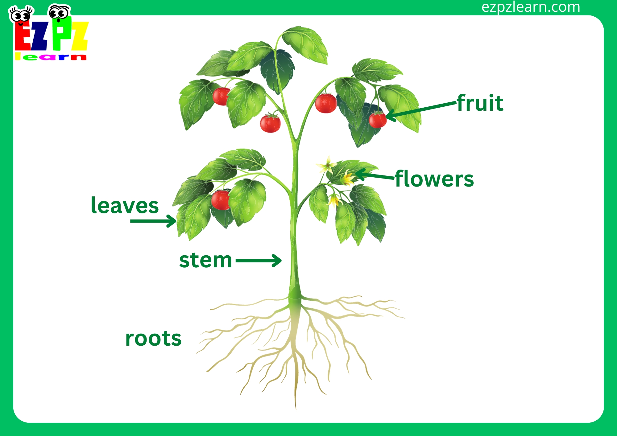 Plants Flashcards Free PDF Printable Download Part of a Plant. Things ... Plants Flashcards Free PDF Printable Download Part of a Plant. Things ...